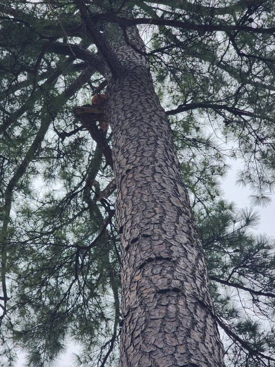 Craven County Animal Services rescue cat stuck in tree