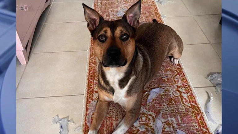 Search underway for dog that fled after owner struck by car in Daytona ...