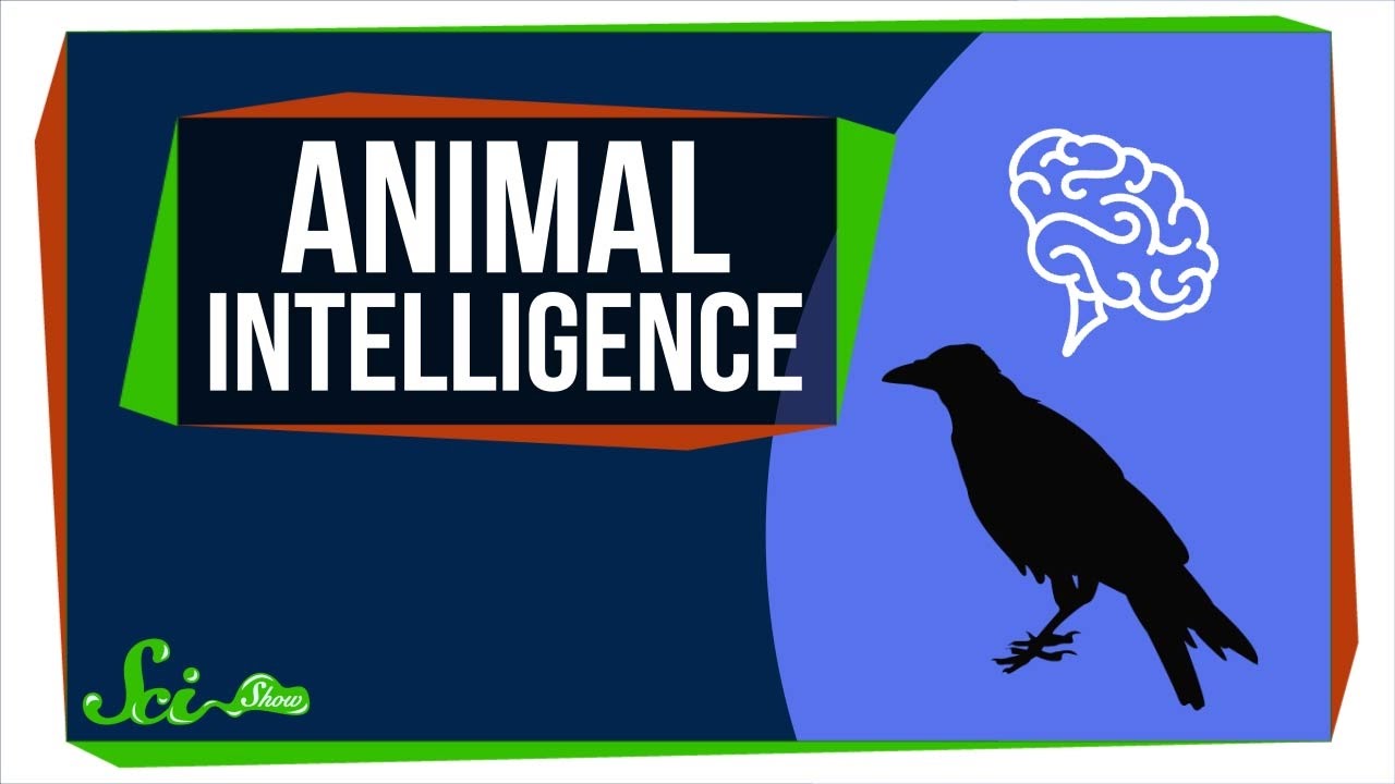 How smart are animals, really?