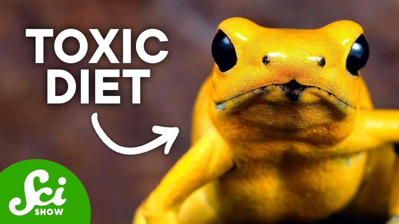 7 species that truly are what they eat