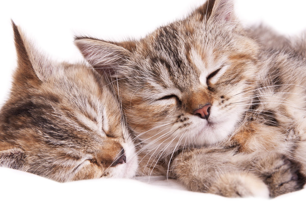 Baby 10-month-old cat steps up to keep new foster kittens warm in ...