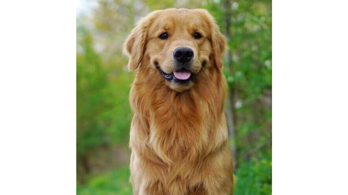 10 best family dog breeds: gentle, calm & smart