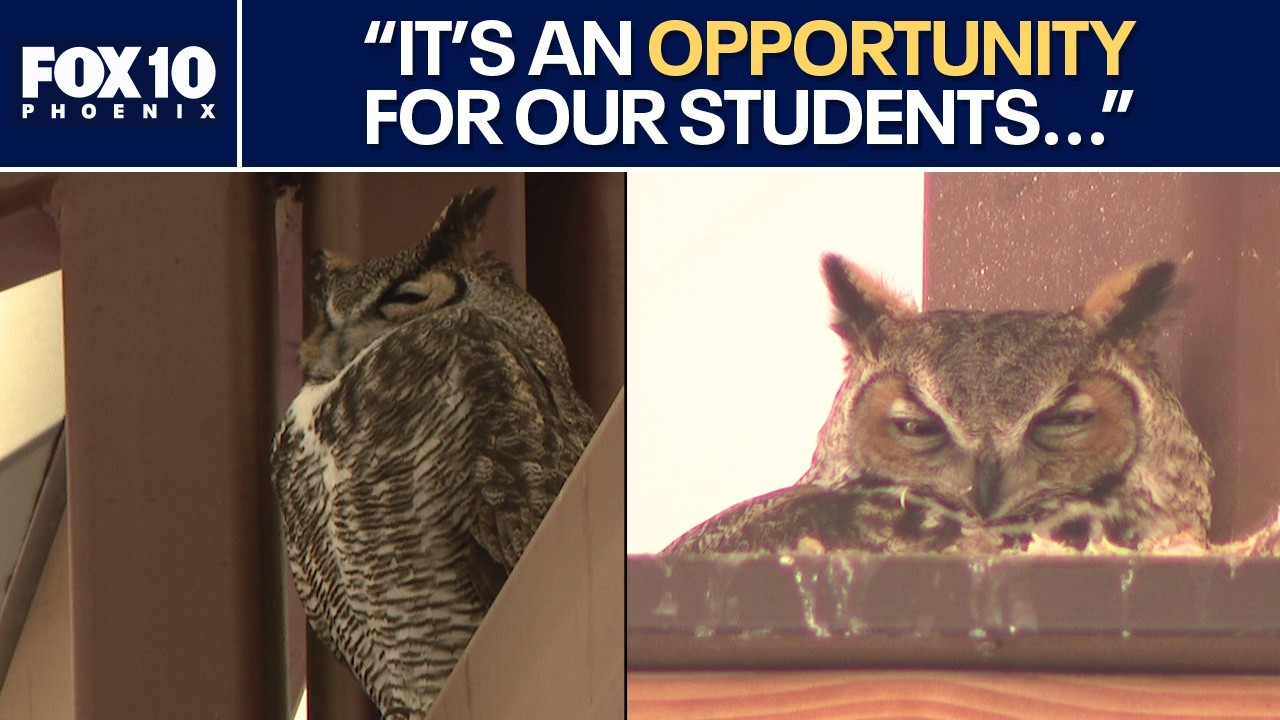 Owls at AZ high school go viral thanks to webcam