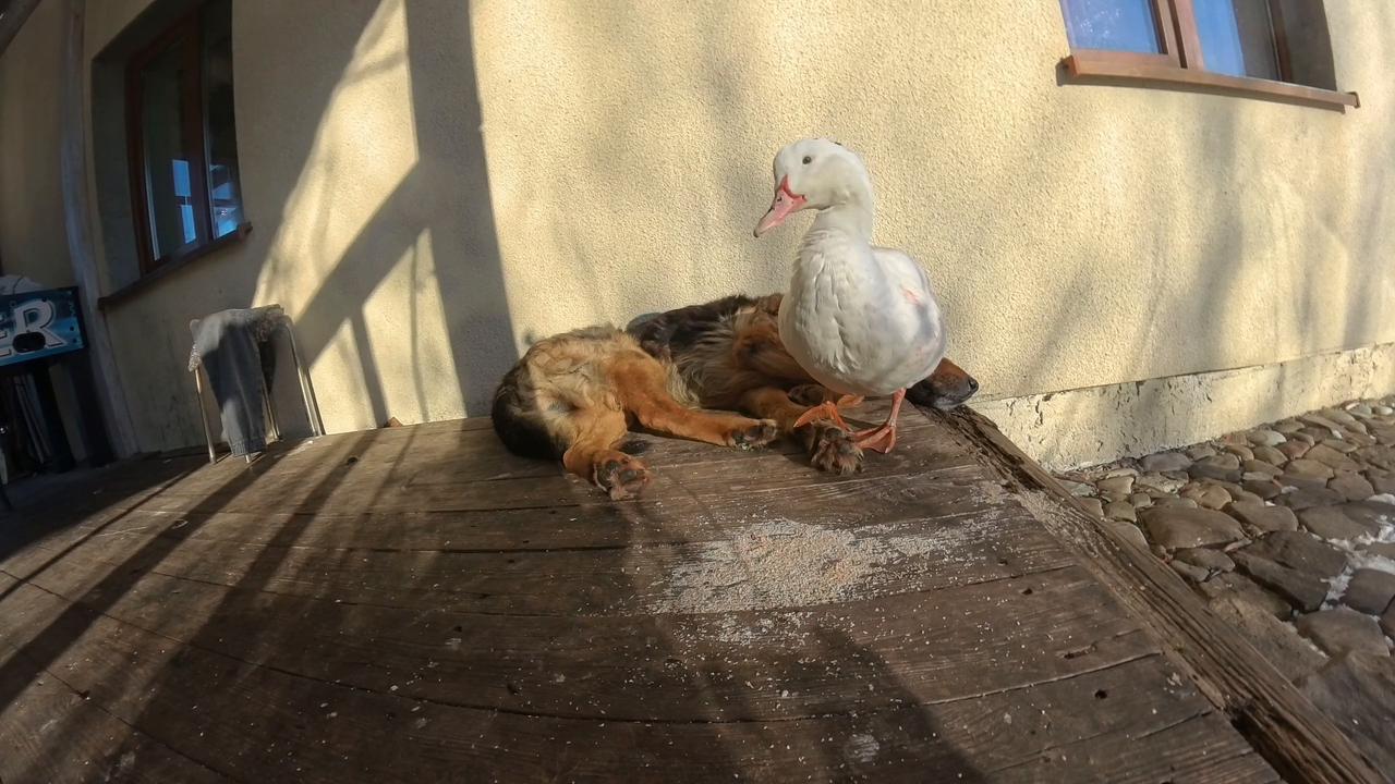 German shepherd and duck rest together in the sun