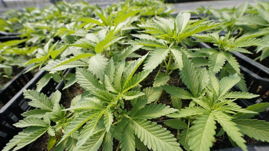 Arkansas medical marijuana sales for 2025 set new record