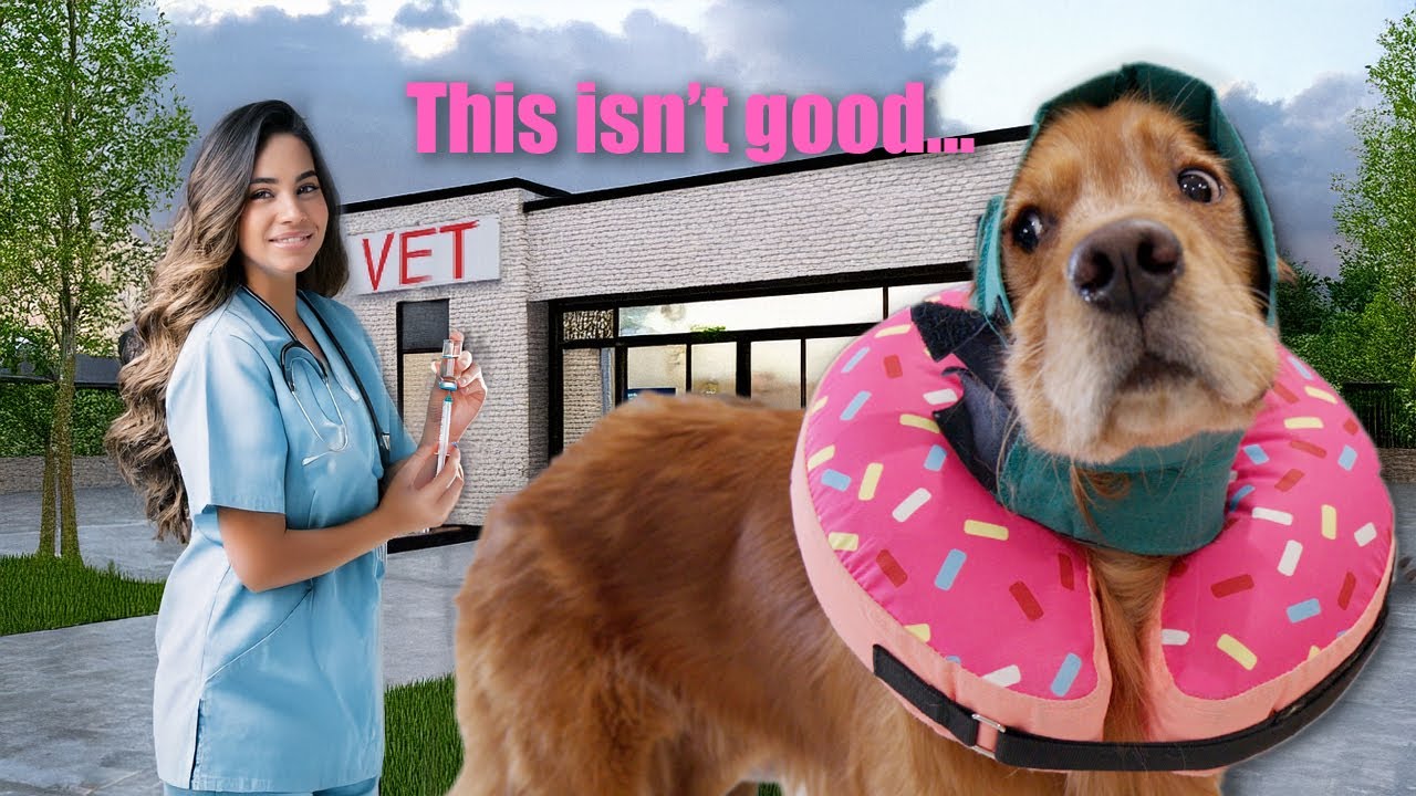 Luna’s vet adventures: Golden retriever's road to recovery & pampered day!