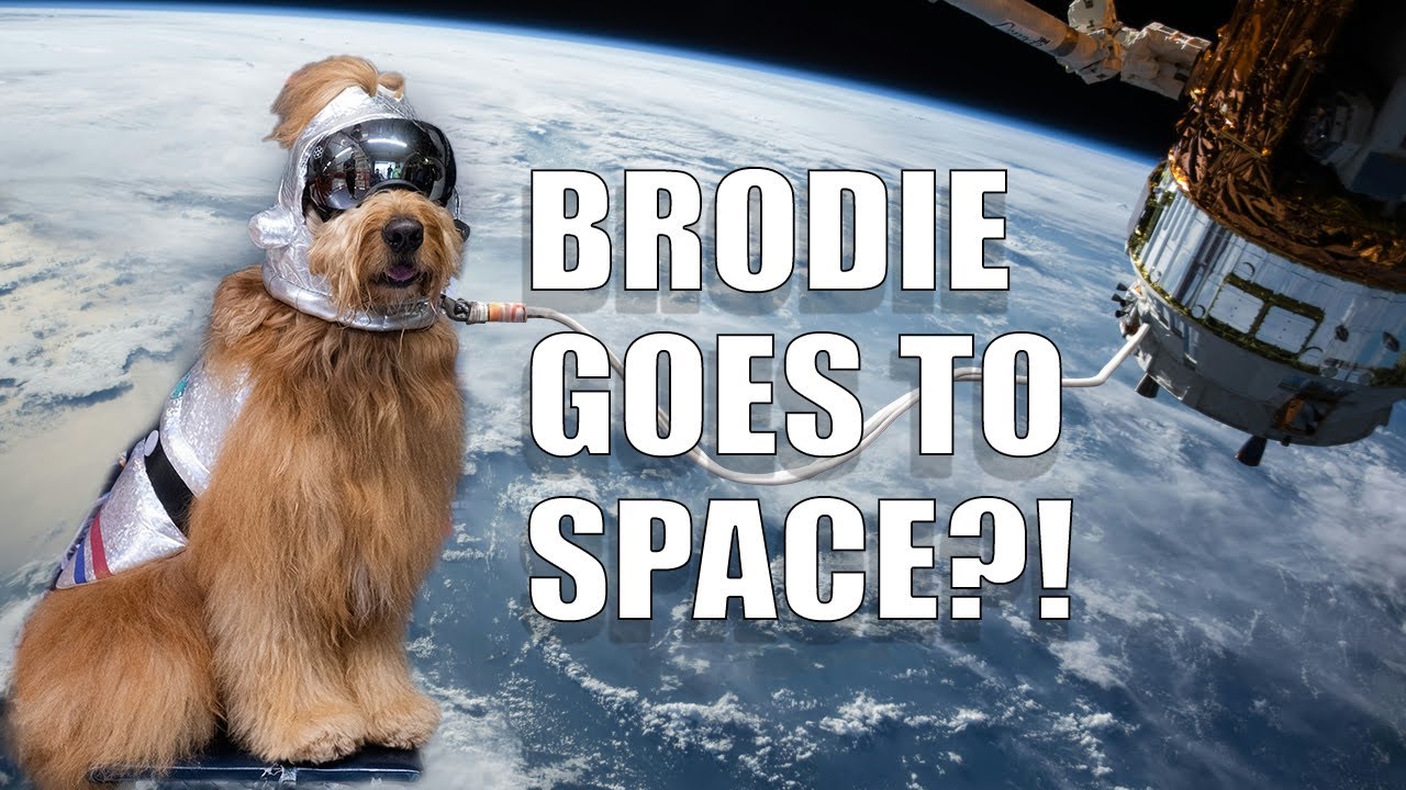 NASA Adventure: Brodie the Golden Doodle Explores Space Center Houston!