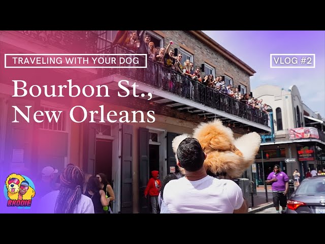 Goldendoodle road trip adventure: Florida to New Orleans with Brodie!