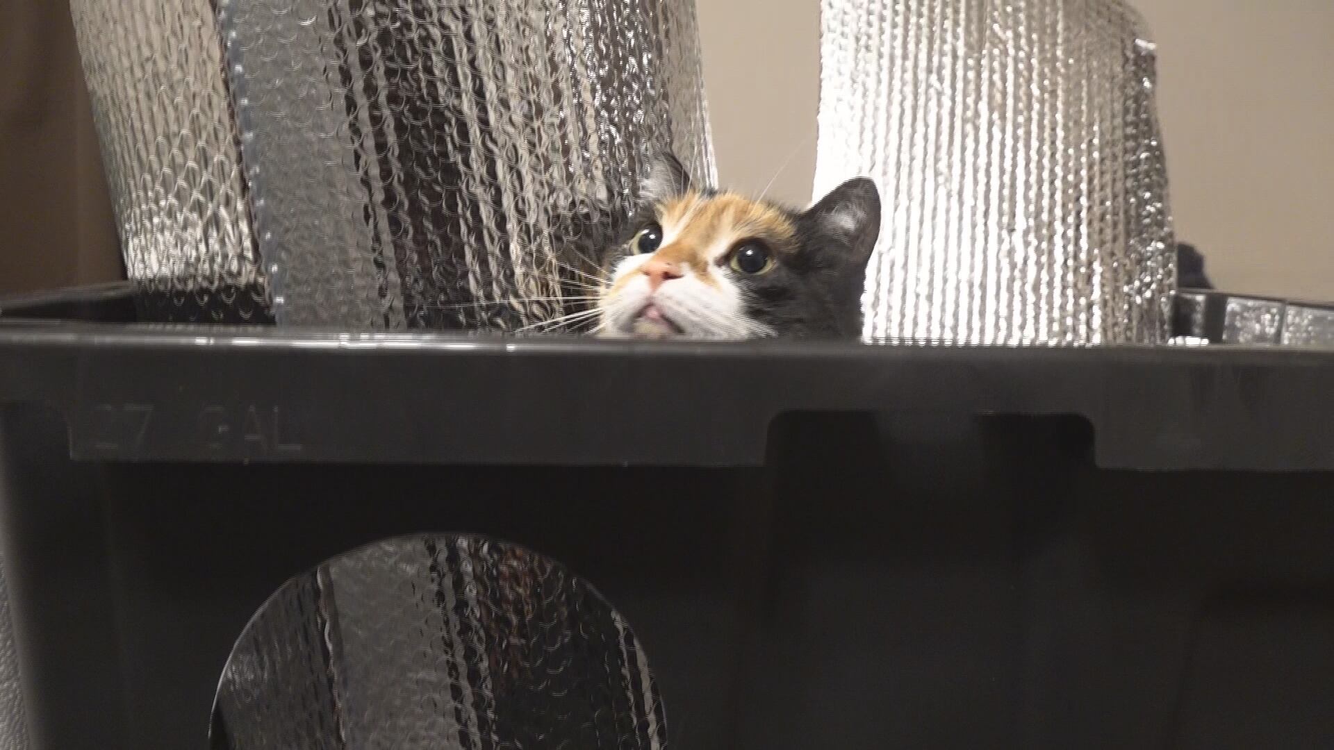 Stateline residents step up to protect animals as wind chills plunge ...