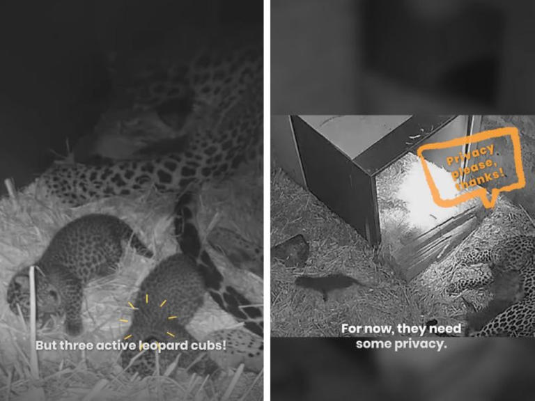 New year, new arrivals: Singapore’s Mandai Wildlife Reserve welcomes ...