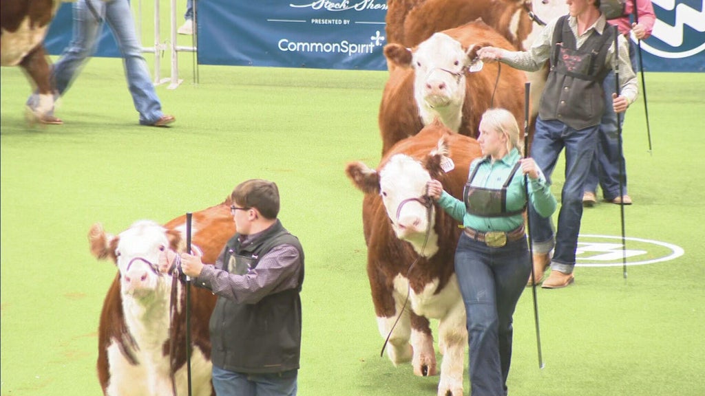 As National Western Stock Show gets ready to wrap up in Denver, CEO ...