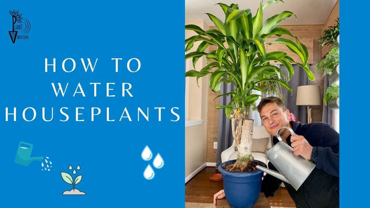 Watering plants: Developing the mindset to correctly water our plants