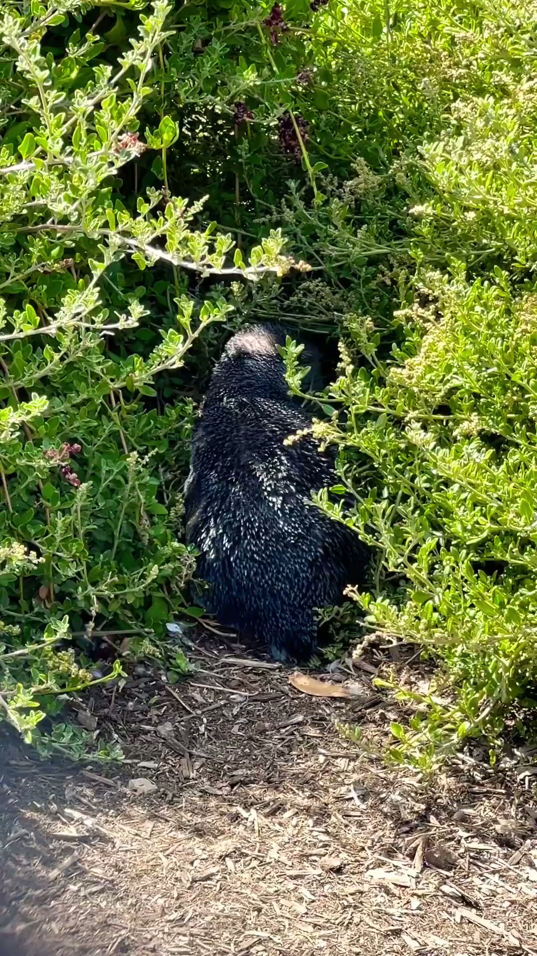 Can't believe I saw this cute fairy penguin in Tasmania! Cruising w ...