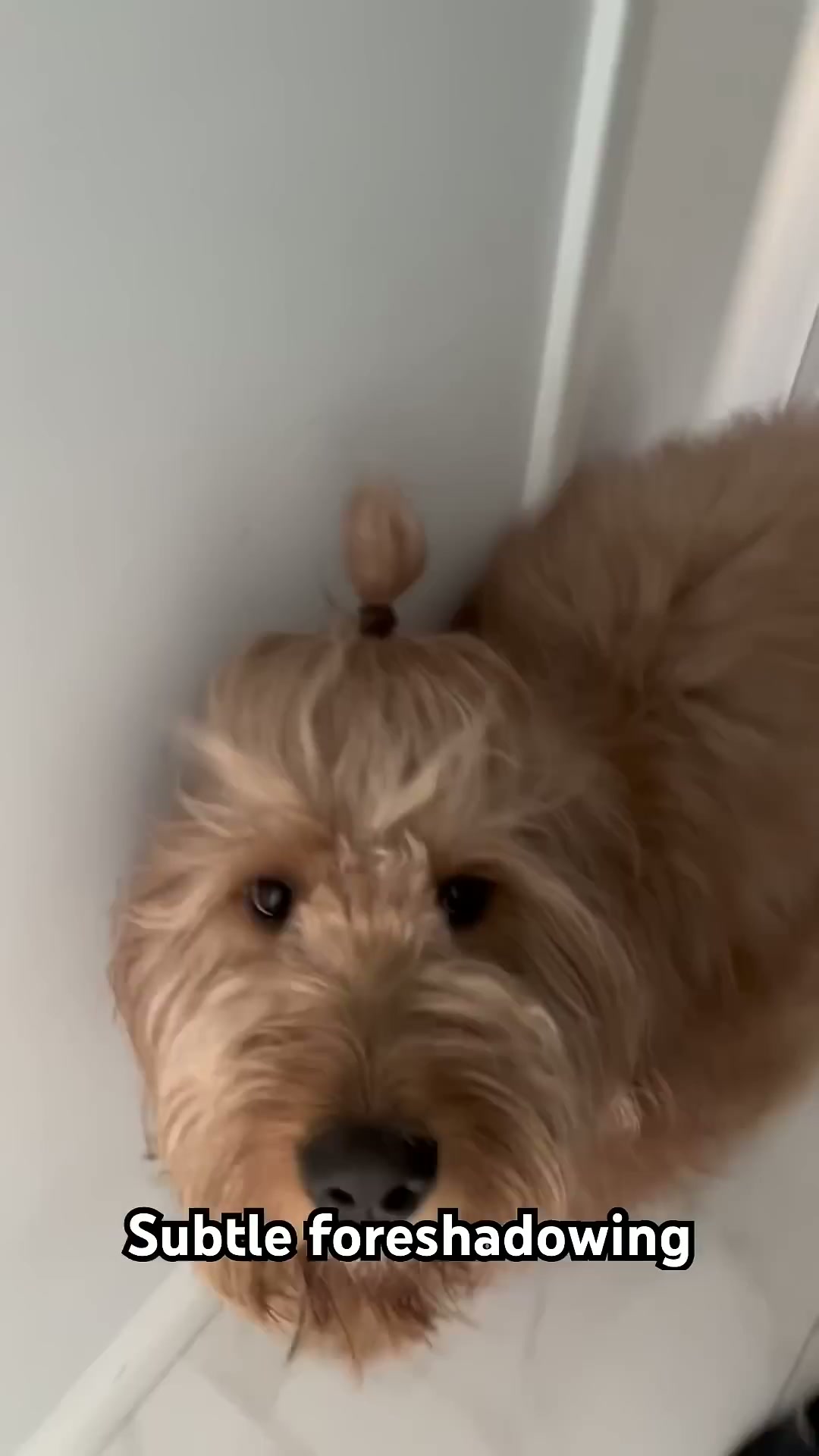 My dog can be a little clumsy sometimes #goldendoodle #funnydog #cutedog