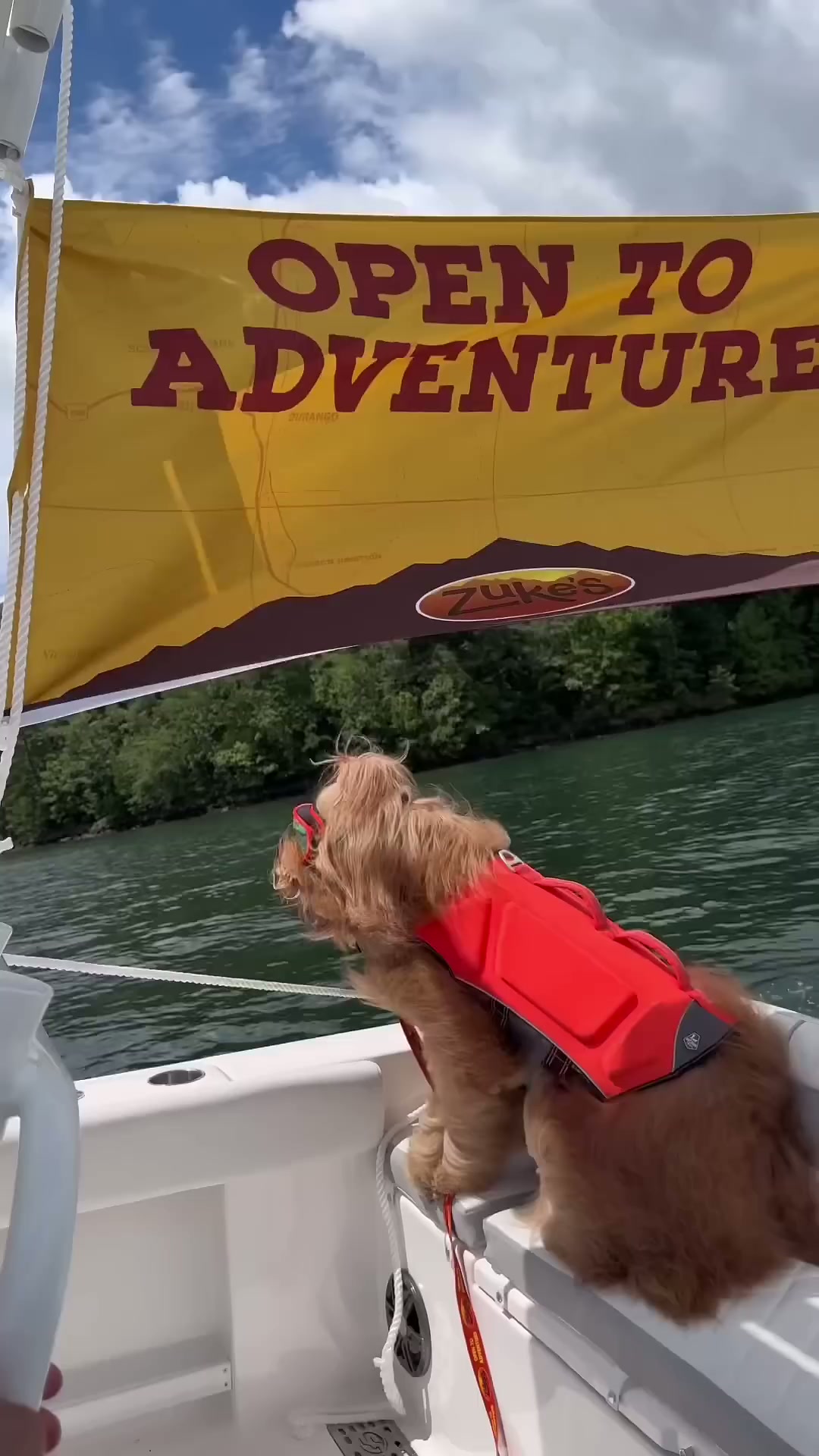 Boat day for our dogs! @aguyandagolden @ZukesPets #goldendoodle # ...