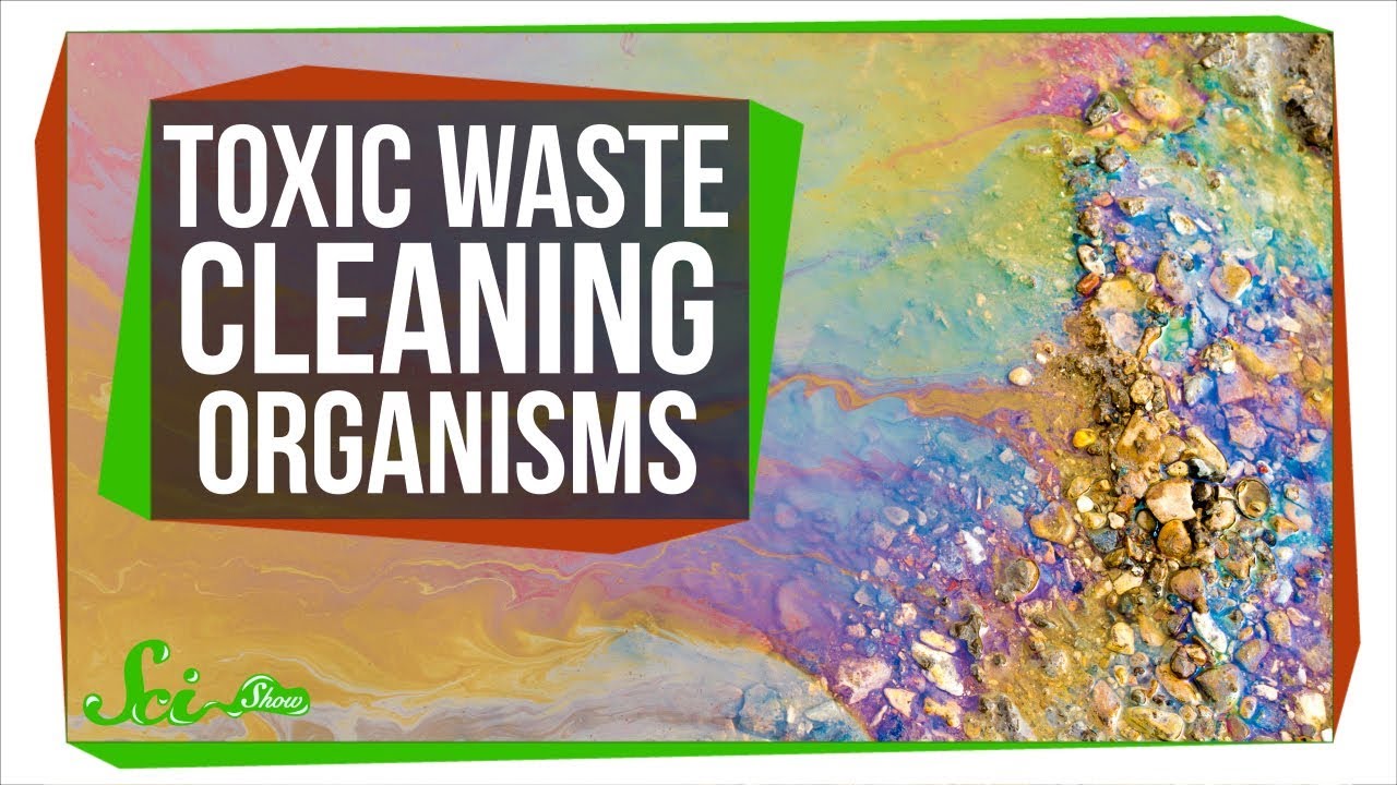 7 organisms that can clean toxic waste