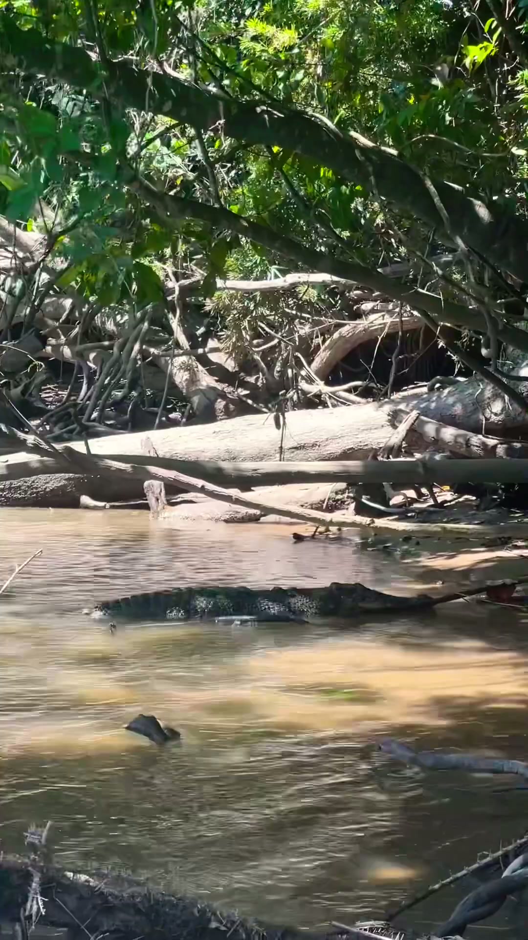 Would you do a croc cruise in the Daintree? Might make a new friend! # ...