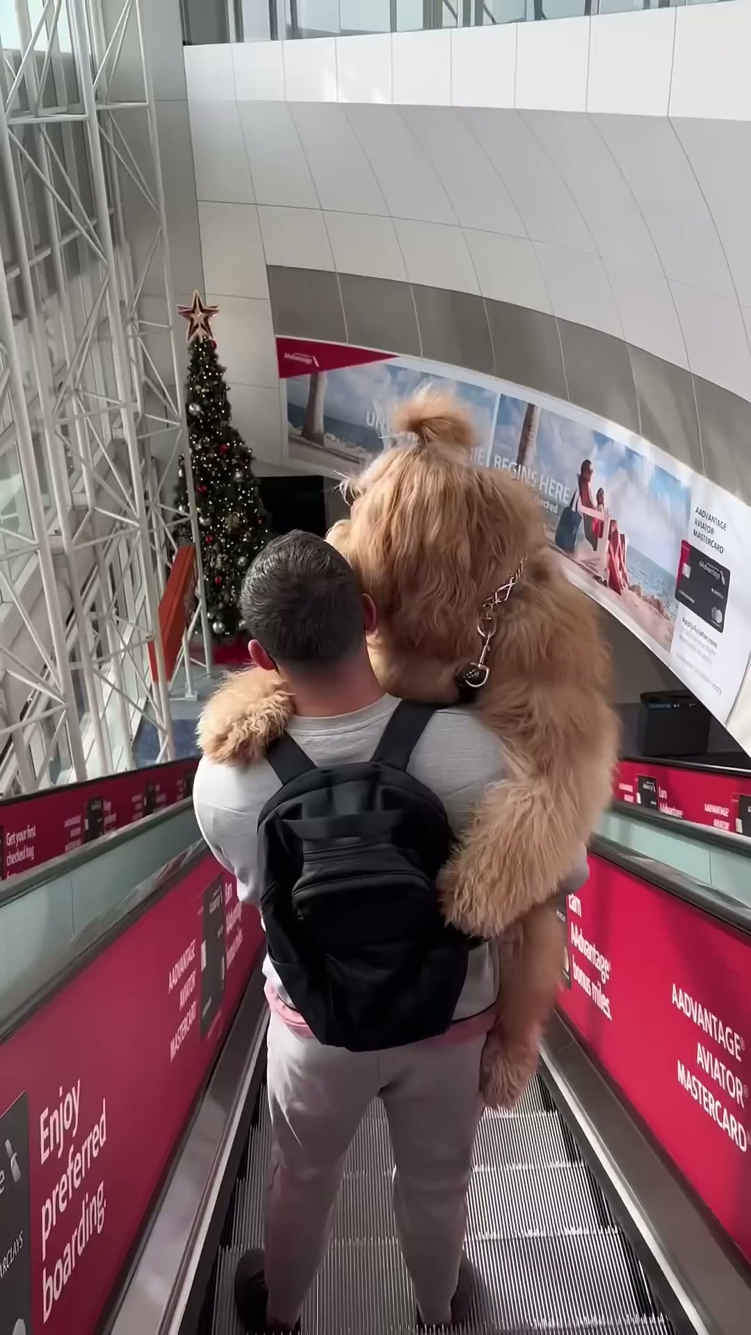 Do not let your dog stand on escalators! #dogdad #goldendoodle #fluffydog