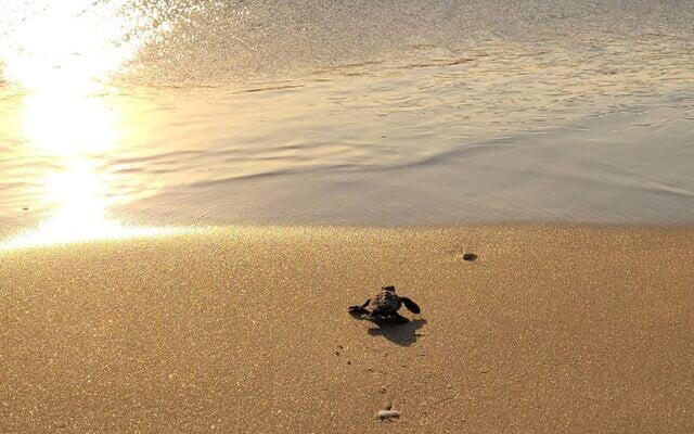 Marking a global first, Israel’s new sea turtle rescue center comes out ...