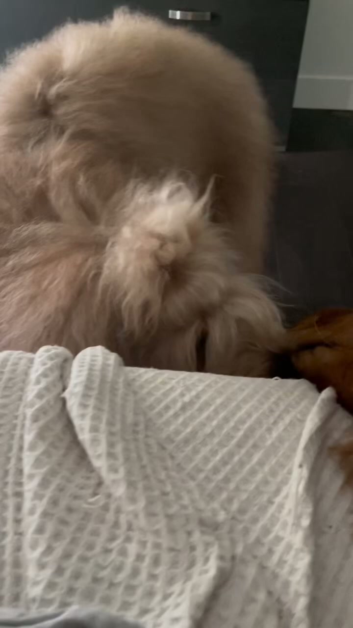 My dog gives a mean side eye! #goldenretriever #sideeye #goldendoodle