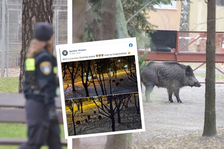 Wataha dzików grasuje pod oknami mieszkańców osiedla Widzew w Łodzi. Po ...