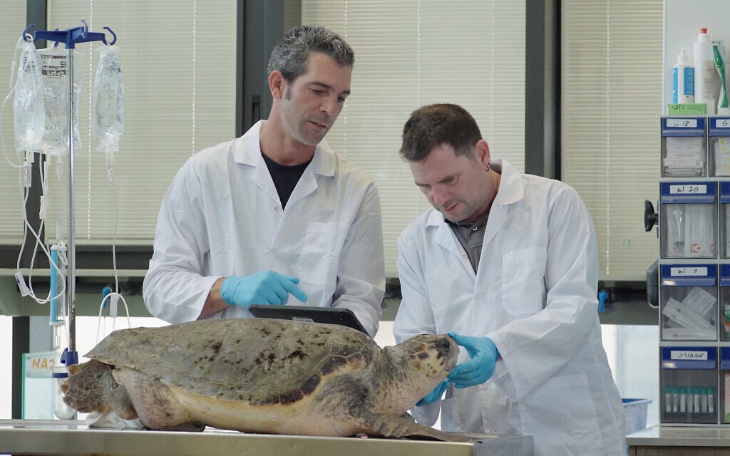 Marking a global first, Israel’s new sea turtle rescue center comes out ...