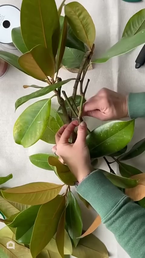 Grab some leaves from your yard to decorate for winter