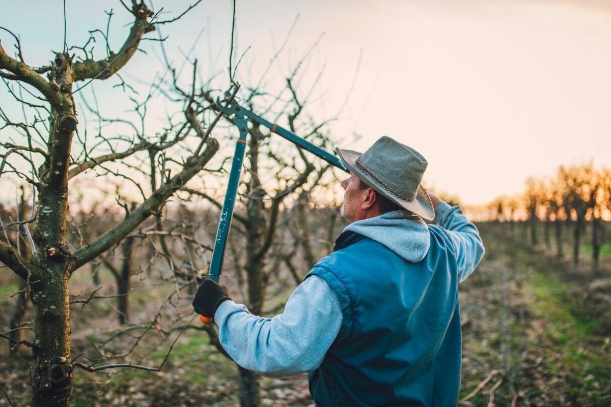 Ces plantes doivent absolument être taillées avant le printemps