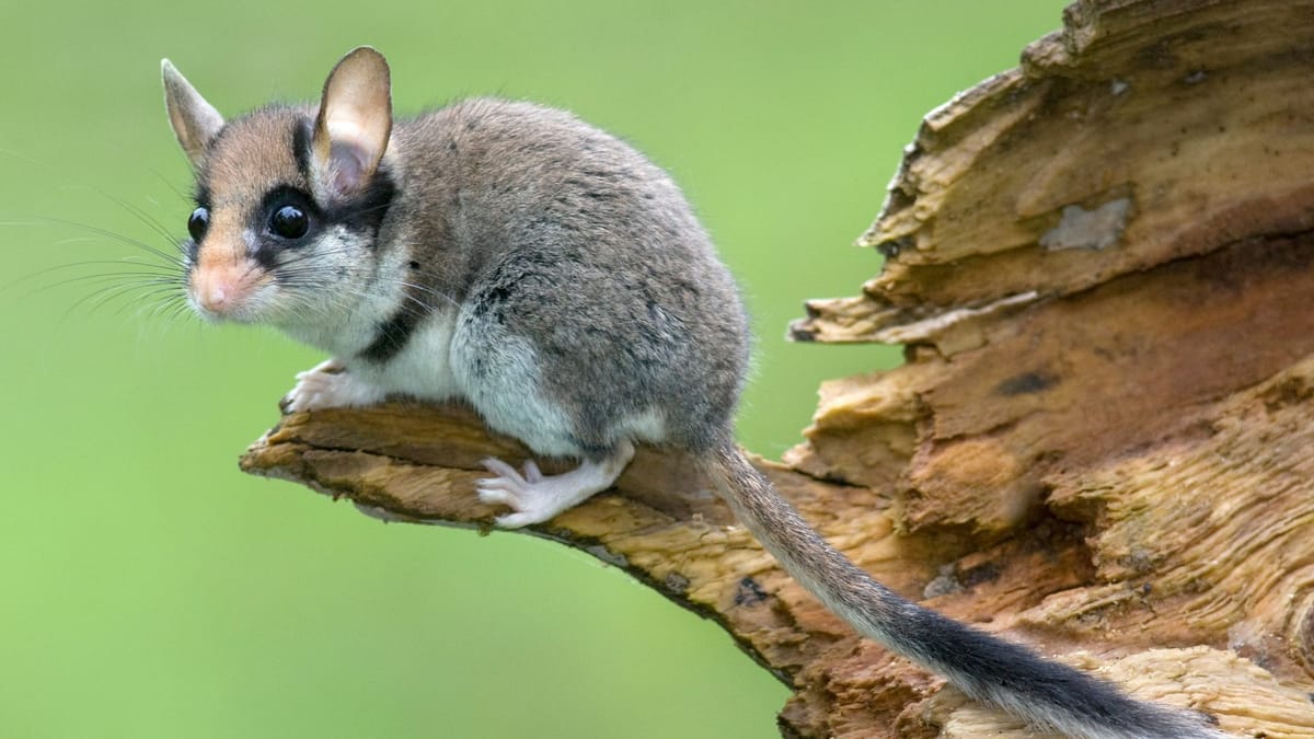 Weg – und nie zurück? Diese Tiere gibt es nicht mehr