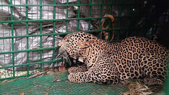 Leopard captured after straying into human settlement in Palakkad