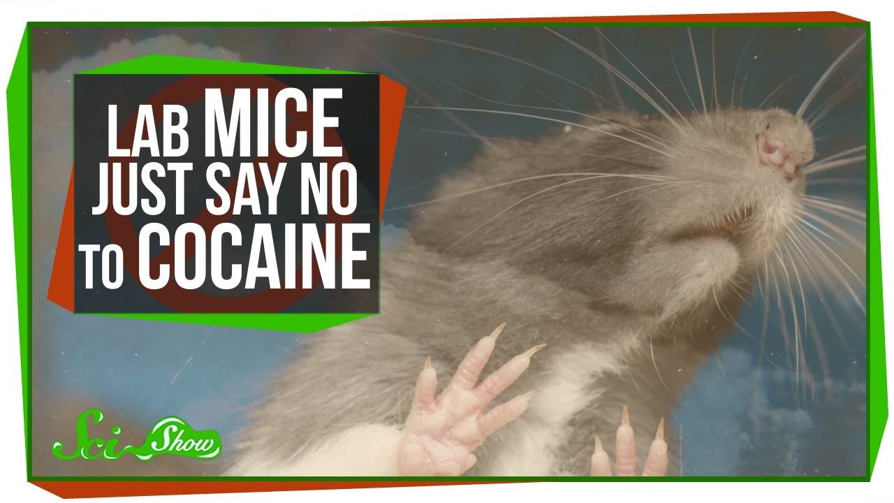 Mice that resist cocaine addiction