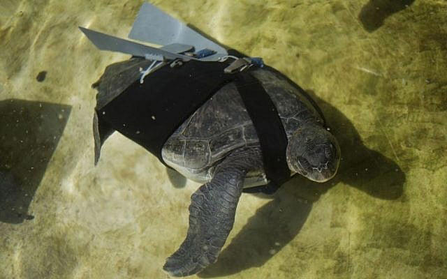 Marking a global first, Israel’s new sea turtle rescue center comes out ...