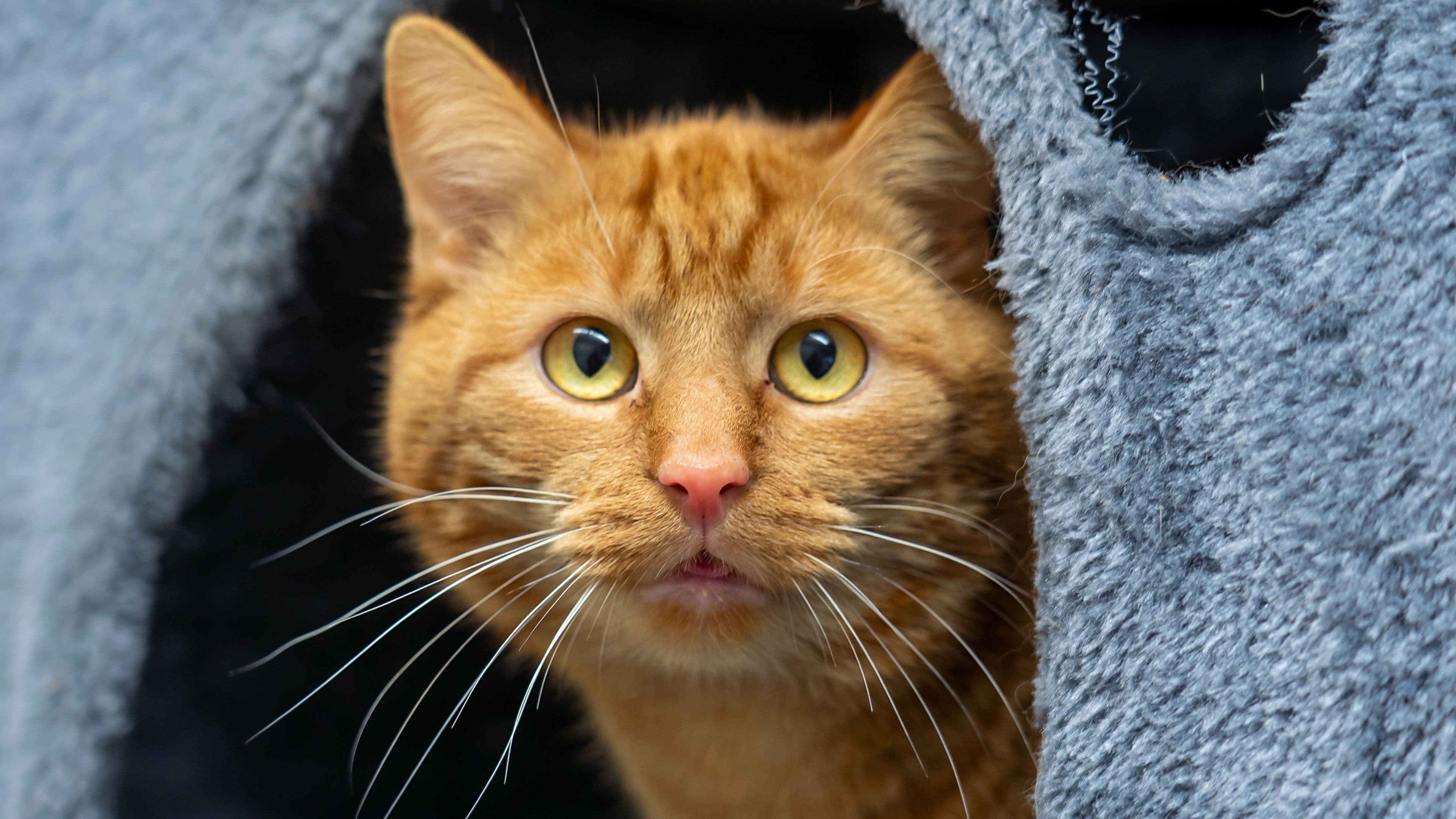 Scheue Katze Ron sucht ein ruhiges Zuhause: Wer gibt dem Schmusekater ...