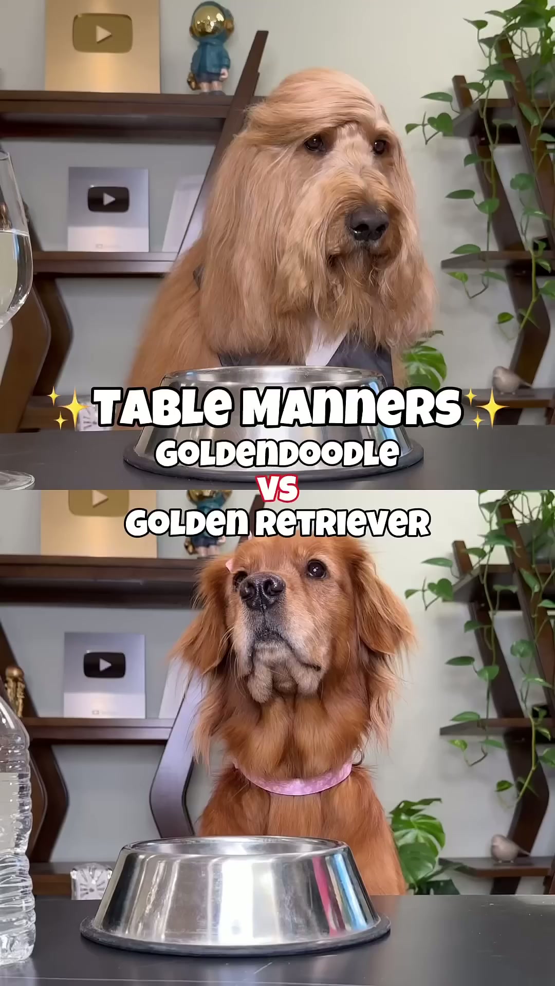 Table manners challenge - Goldendoodle vs Golden Retriever # ...