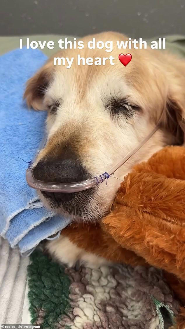 Nagi Maehashi gives heartbreaking update on her beloved dog Dozer