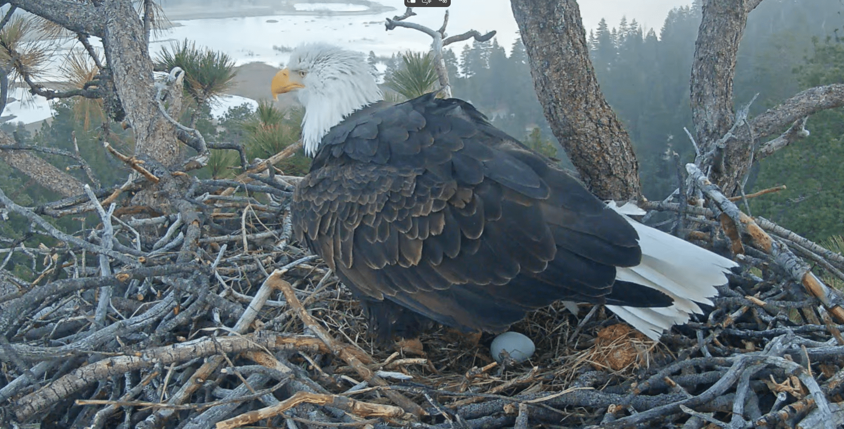 Beloved Big Bear eagle couple welcomes first egg of the year