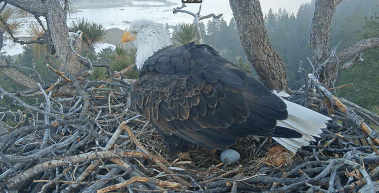 Beloved Big Bear eagle couple welcomes first egg of the year