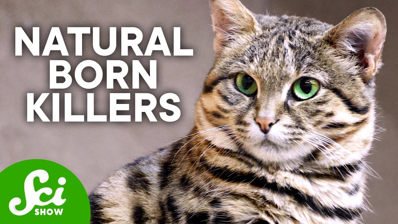 The best hunters on the planet