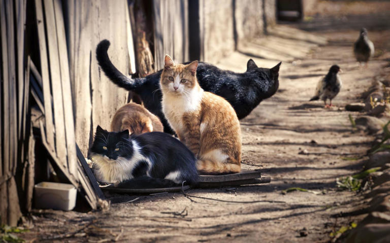 ¿Se puede domesticar a un gato feral? Diferencias, riesgos y cómo ...