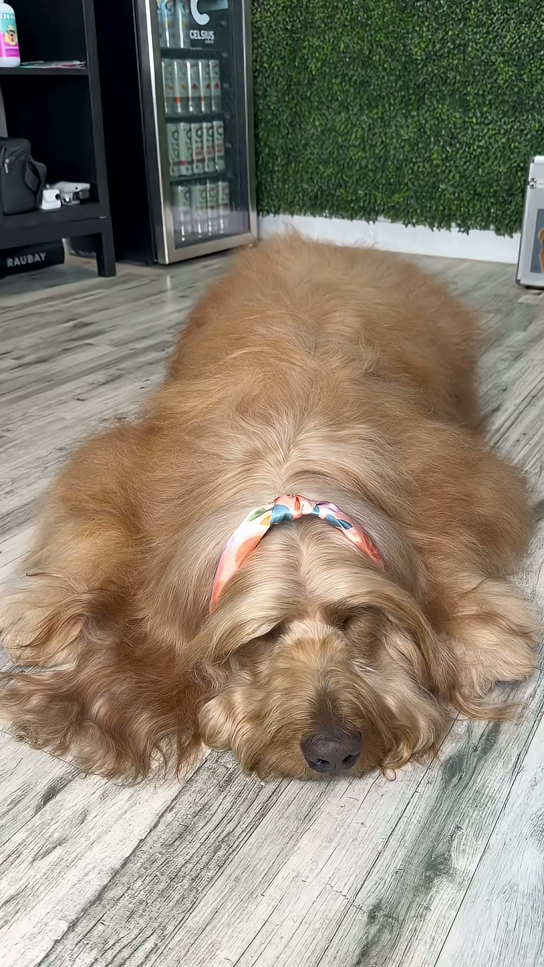 My dog’s different hairstyles! #goldendoodle #doggrooming #groomer