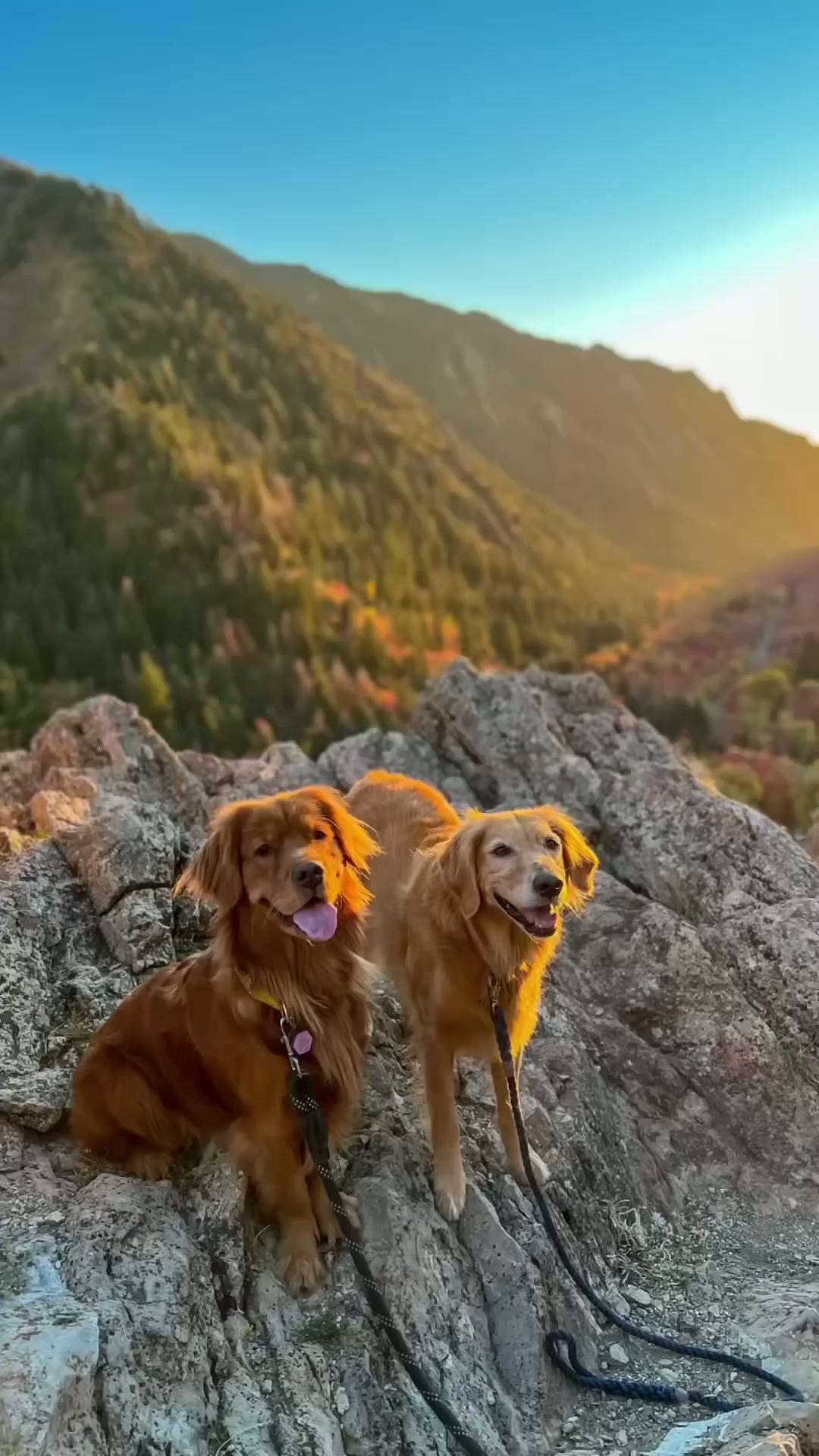 Dog hike to see the leaves change colors 🐶🍁 @AdventuringWithNala # ...