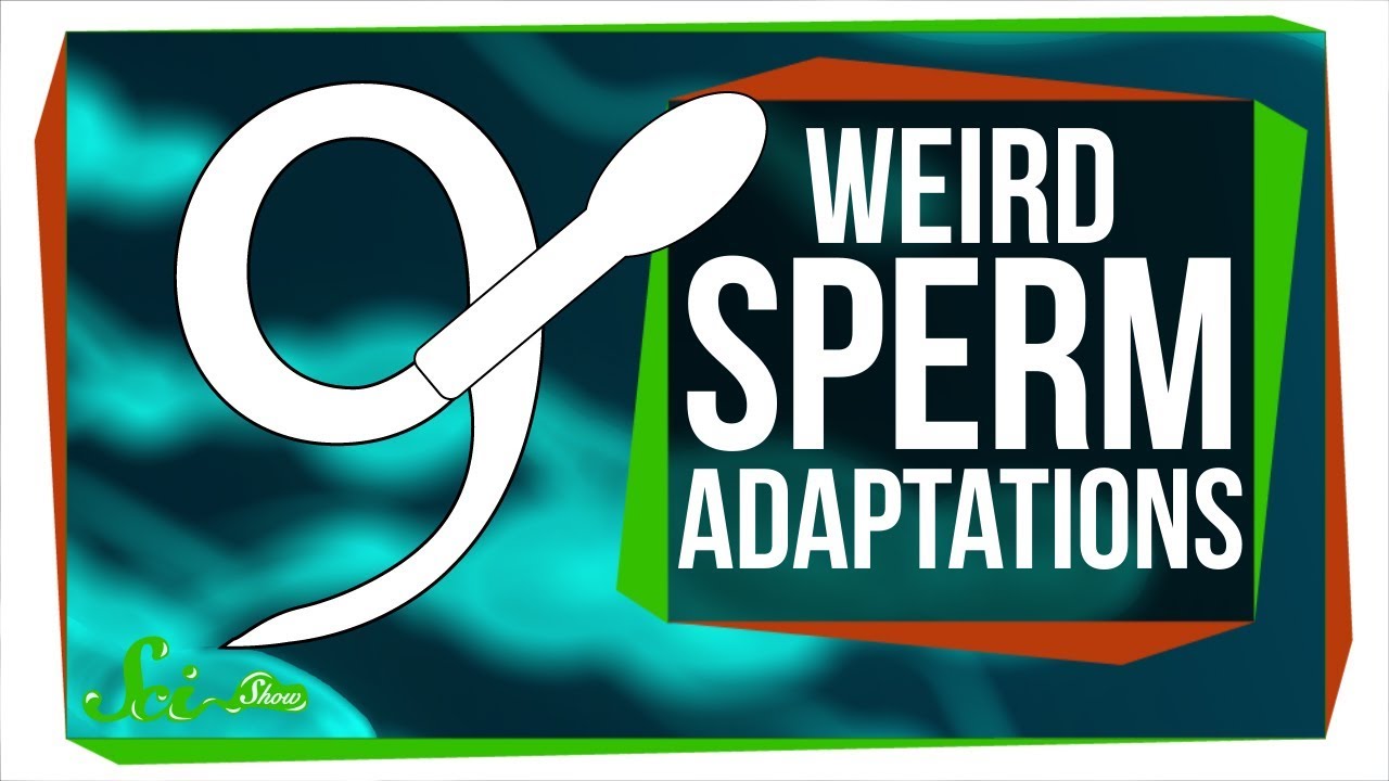 9 of the weirdest sperm adaptations