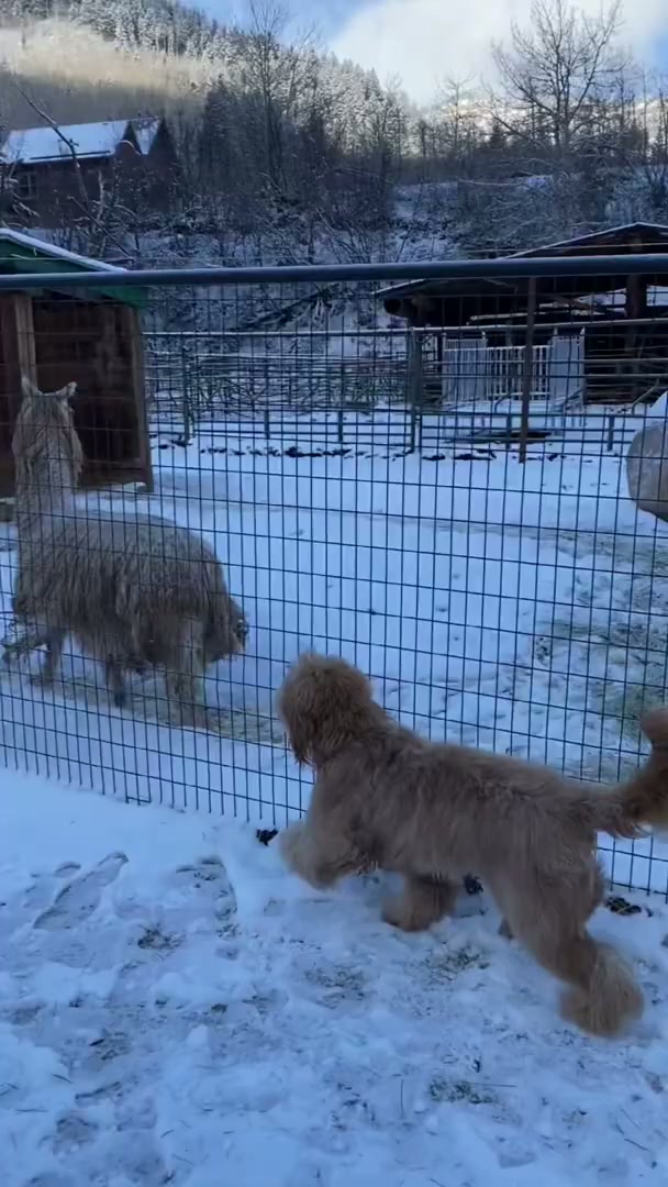 Big dog meets even bigger dogs #shorts #goldendoodle