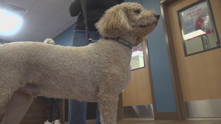 Why every pet owner needs a first aid kit: Ready Pet GO!