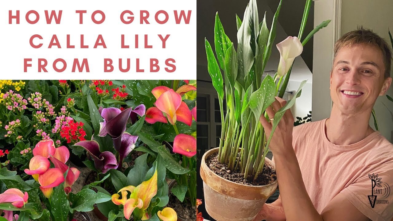 How to grow calla lily from bulbs - Calla care from planting to flowers