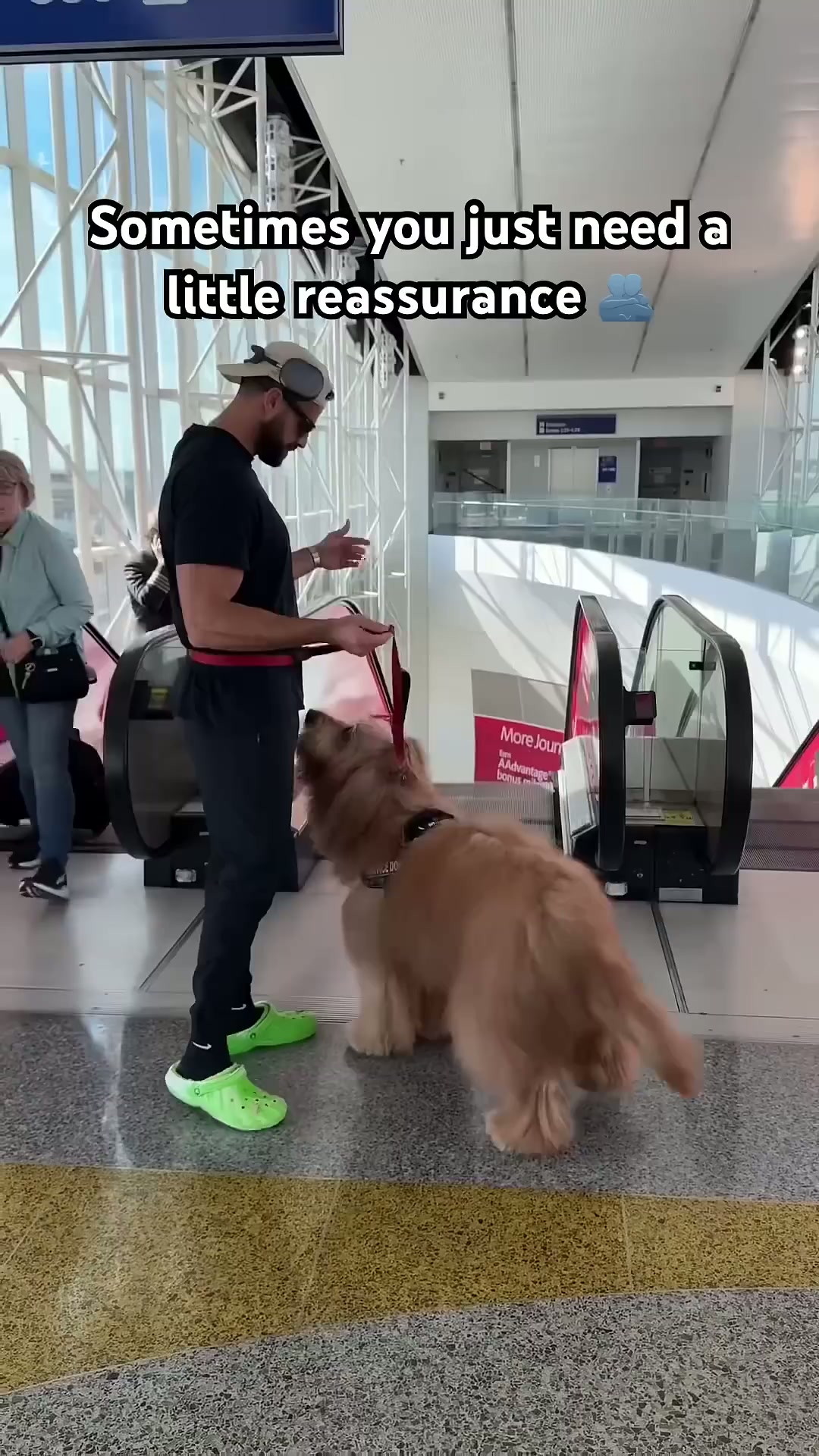 Giant dog afraid of escalator conquers his fear! #dogdad #goldendoodle ...