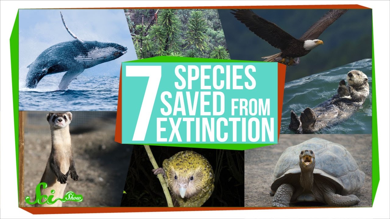 7 species that were saved from extinction