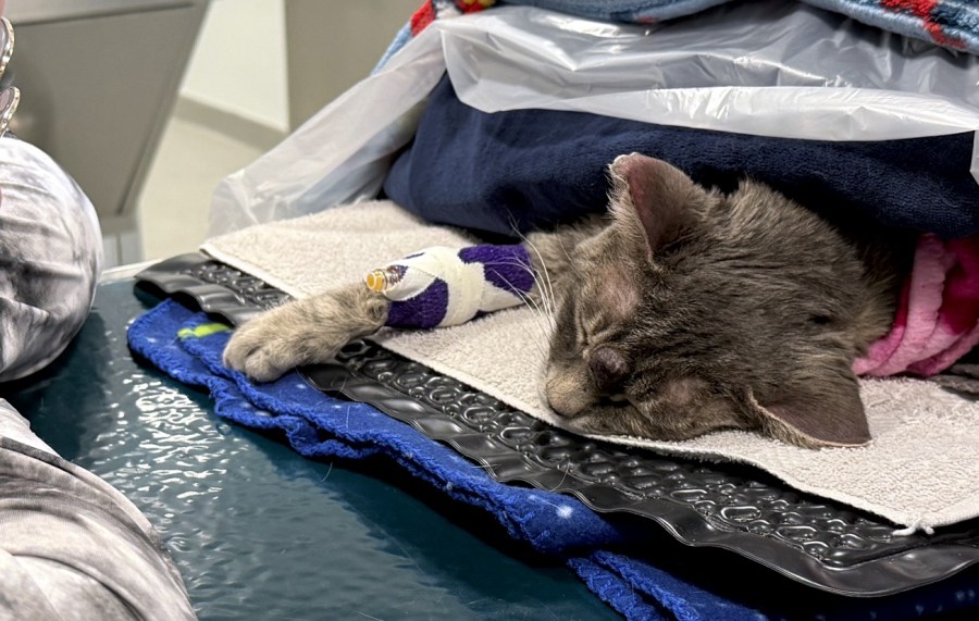 ARL rescues cat, urges vigilance for outdoor animals as temps drop