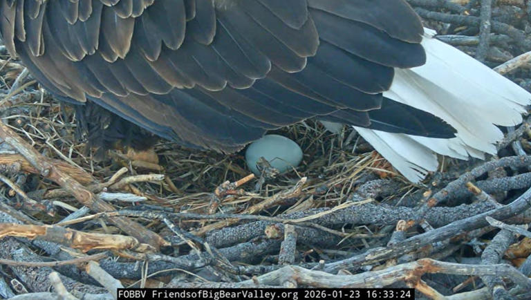 Jackie and Shadow welcome first egg of 2026 in Big Bear