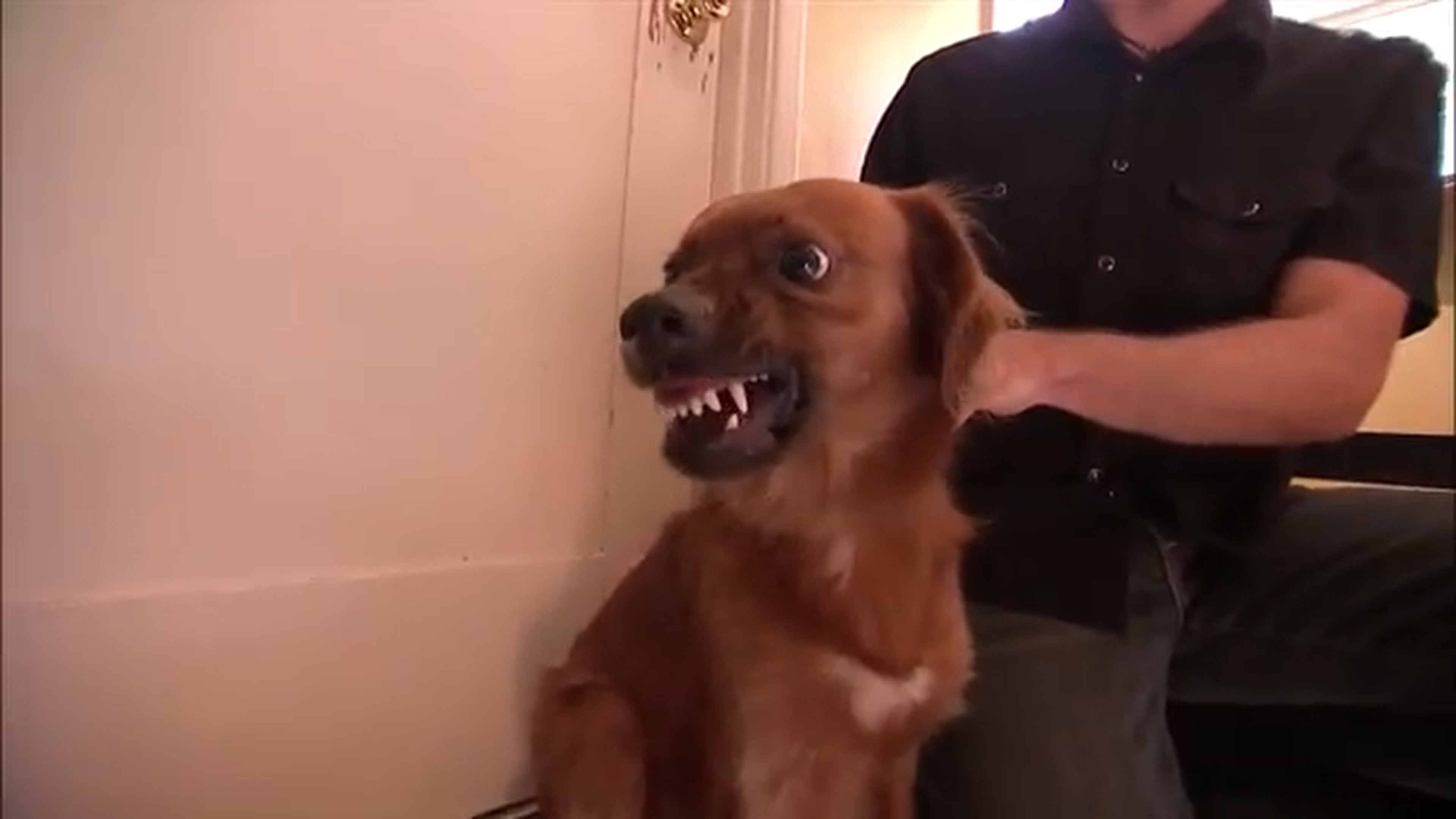 The silent switch: Why this fearful dog snaps without warning｜Dog ...